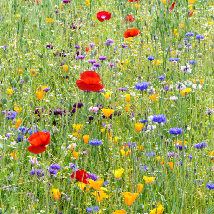 Galleries/Shop | Andy Small