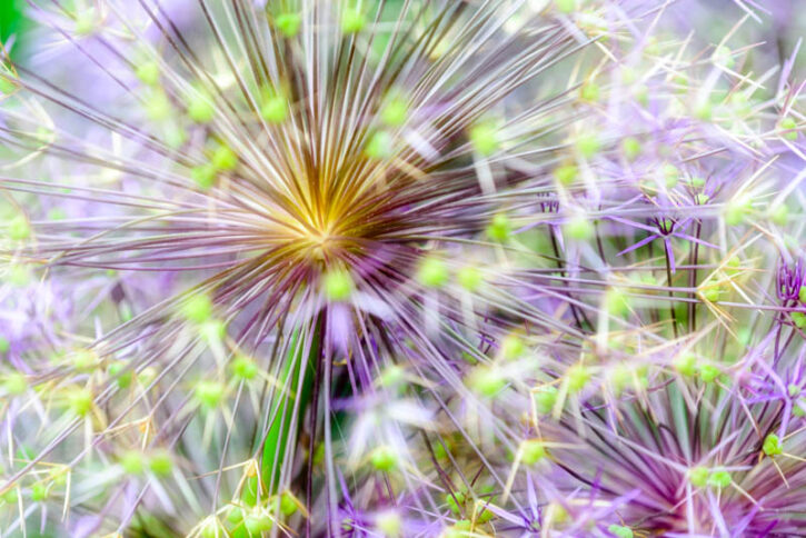 Impressionist Photography Techniques | Andy Small