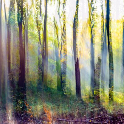 Galleries/Shop | Andy Small