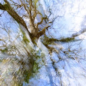 Flower Photography Landscape & Nature Photographs Andy Small