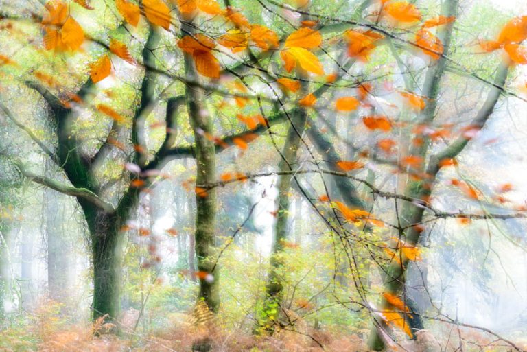 Flower Photography Landscape & Nature Photographs Andy Small