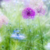 Flower Photography - Landscape and Nature Photographs by Andy Small