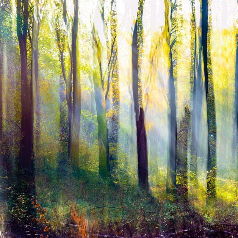 Flower Photography Landscape & Nature Photographs Andy Small